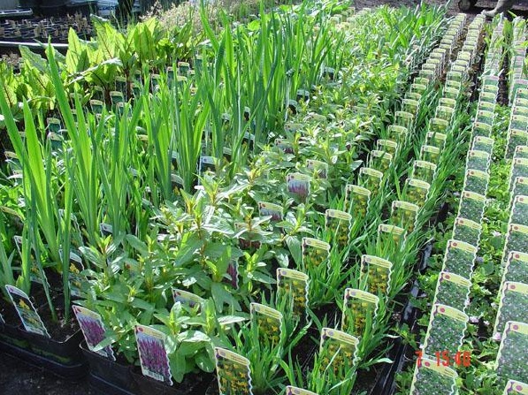 Marginal aquatic plants | Aqualife Water Plants & Landscapes | ESI ...