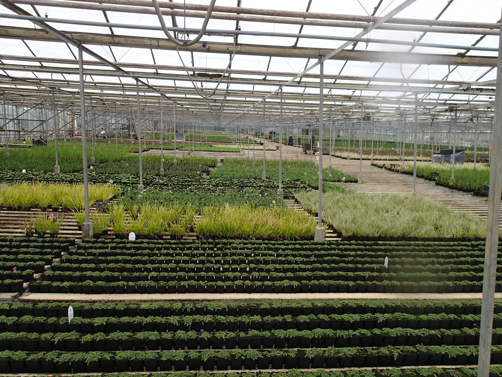 Marginal plants | Anglo Aquatic Plant Co Ltd | ESI External Works