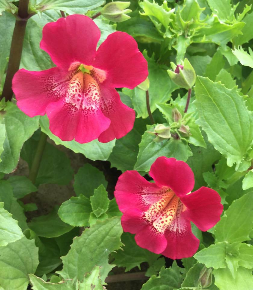 Marginal plants | Anglo Aquatic Plant Co Ltd | ESI External Works