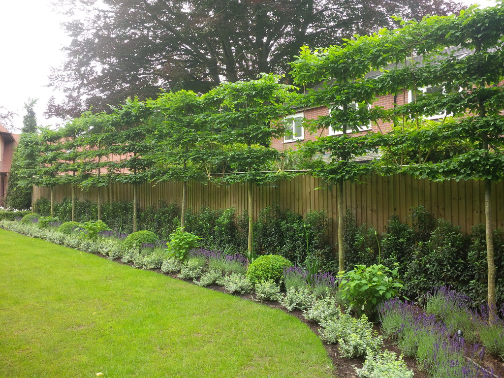 Pleached trees | Ladybrook Nursery | ESI External Works