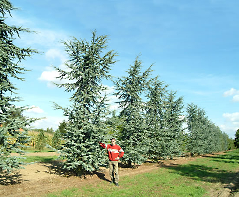 Container-grown conifers | ARBOR Nurseries | ESI External Works