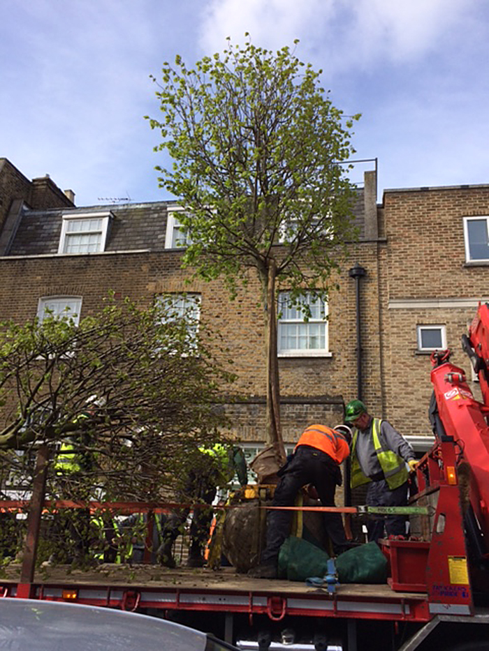 Transplanting large trees by crane into small gardens | Practicality ...