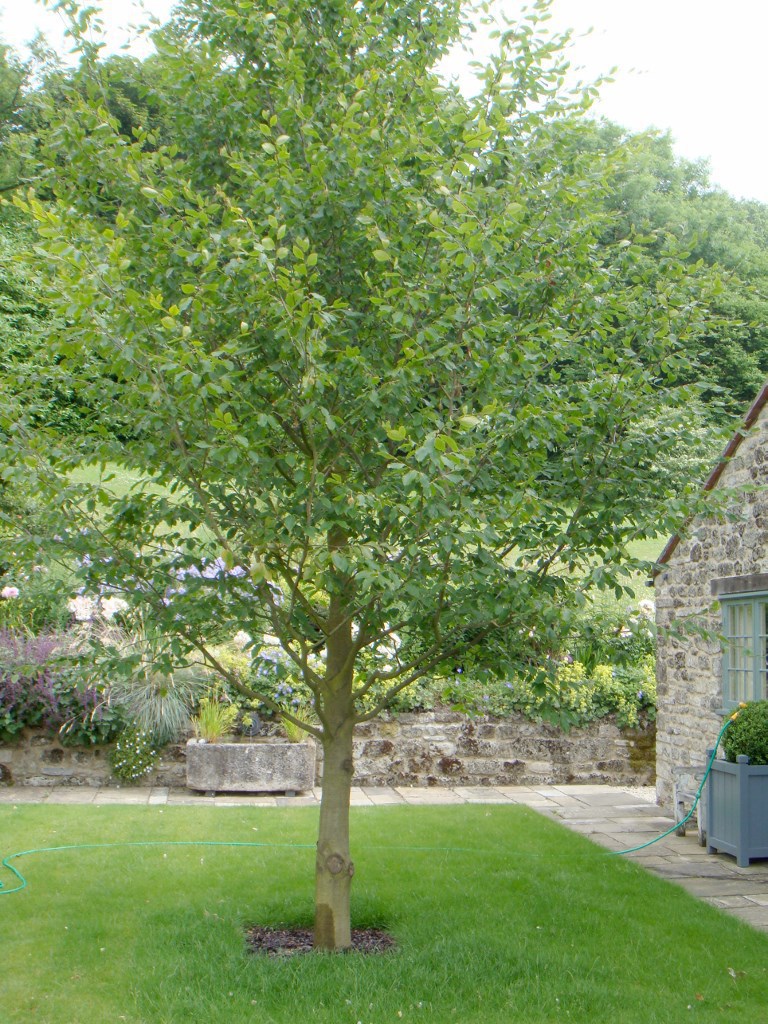 Specimen trees | Practicality Brown | ESI External Works