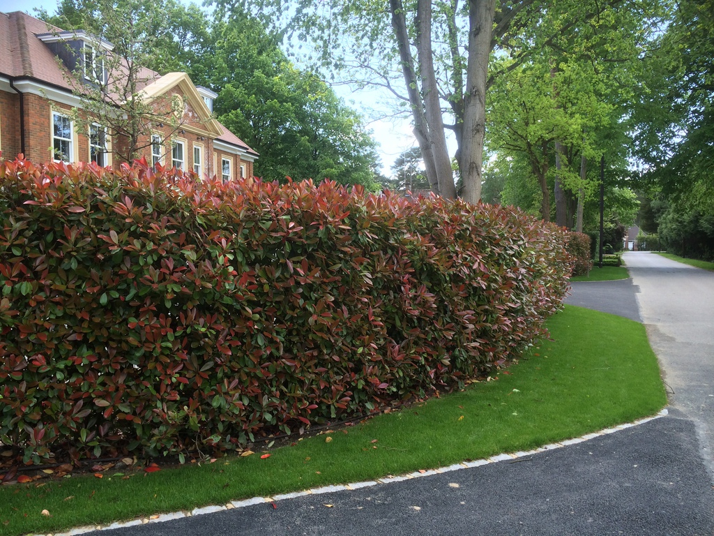 Instant hedging for maximum impact | Practicality Brown | ESI External ...