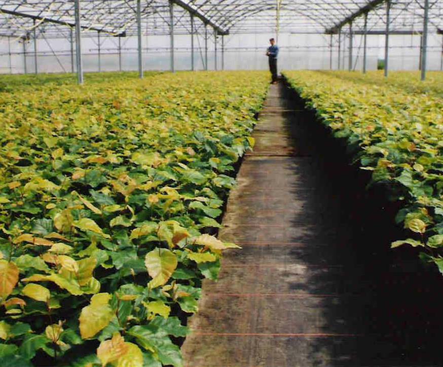 Cell-grown trees | Cheviot Trees | ESI External Works