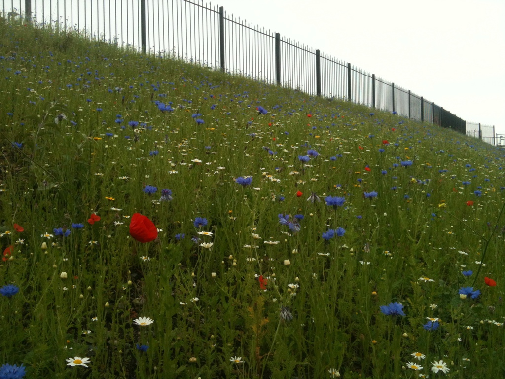 Wildflower hydroseeding | RMB Hydroseeding | ESI External Works