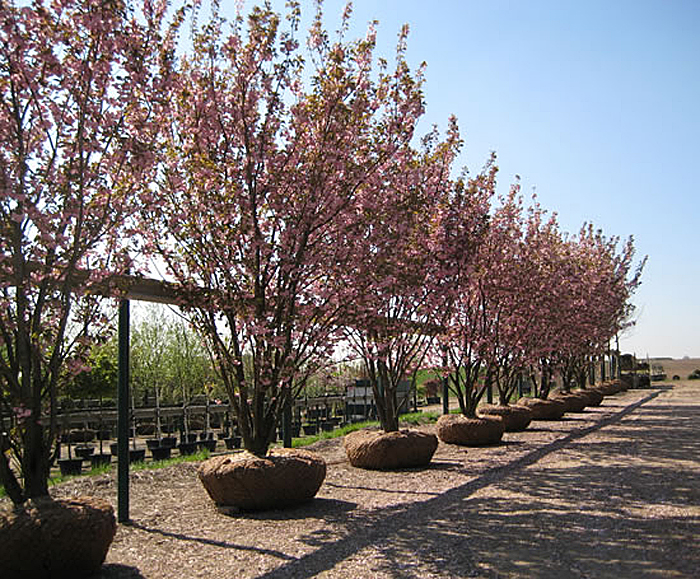 Deciduous trees and shrubs | Lorenz von Ehren | ESI External Works