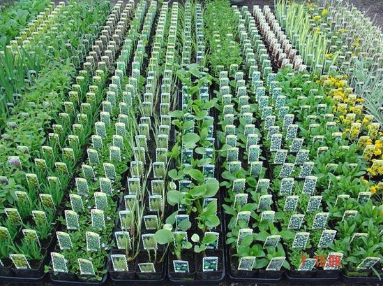 Marginal aquatic plants | Aqualife Water Plants & Landscapes | ESI ...