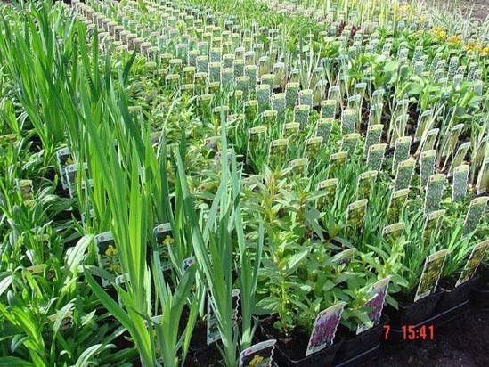 Marginal aquatic plants | Aqualife Water Plants & Landscapes | ESI ...