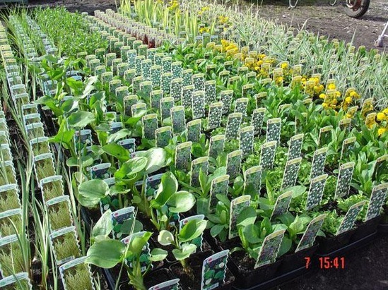 Marginal aquatic plants | Aqualife Water Plants & Landscapes | ESI ...