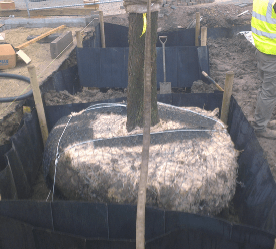 Semi-mature tree planting for leisure complex | East Midlands ...