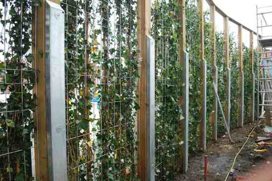 Soft landscape screening for properties and boundaries | East Midlands ...