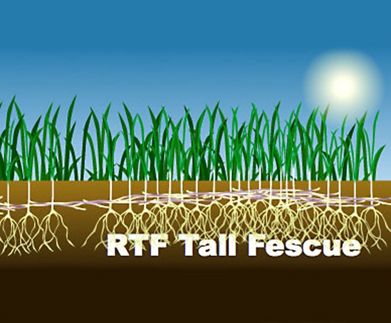 Rhizomatous Tall Fescue (RTF) turf | INTURF™ | ESI External Works