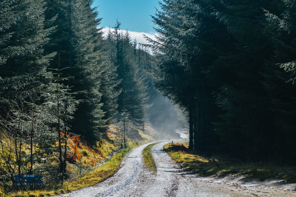 Why our forests matter | WoodBlocX | ESI External Works