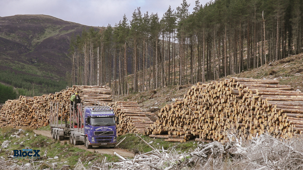 Why our forests matter | WoodBlocX | ESI External Works