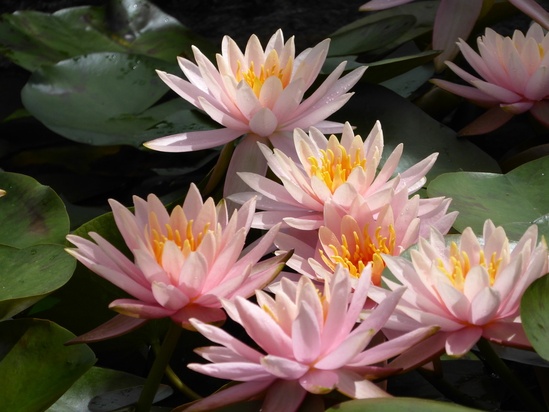 Water lilies | Anglo Aquatic Plant Co Ltd | ESI External Works