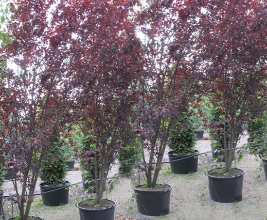 Semi-mature deciduous trees | Ladybrook Nursery | ESI External Works