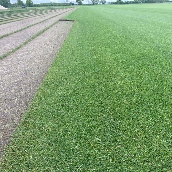 LT3 Creeping Greens - fast growing, self-repair golf course turf ...