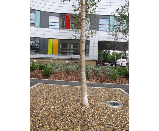 DekorGrip Tree Surrounds - resin bound tree pit system | Meon Ltd | ESI ...