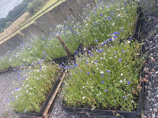 Wildflower mix adds boost of colour at RHS Flower Show | DLF Seeds ...