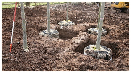 Tree anchoring for Woodland Garden, Detton Mill | Platipus Anchors Ltd ...