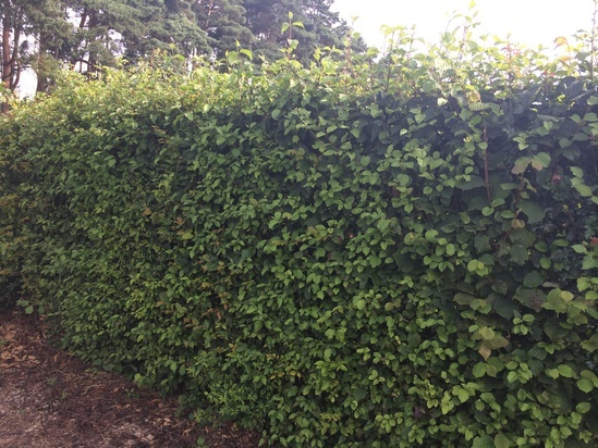 Native Mix Hedge for seasonal interest | Practicality Brown | ESI ...