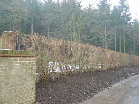 Native Mix Hedge for seasonal interest | Practicality Brown | ESI ...
