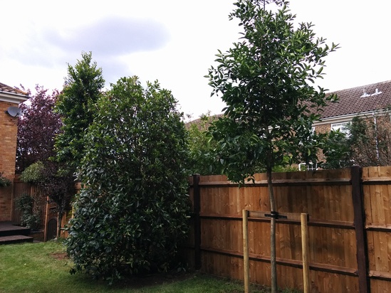 Screening trees | Practicality Brown | ESI External Works