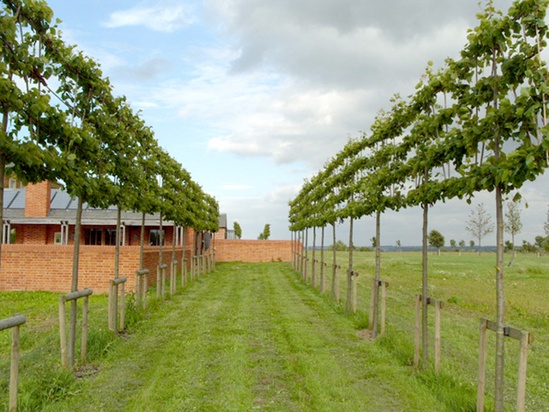 Pleached trees | Practicality Brown | ESI External Works