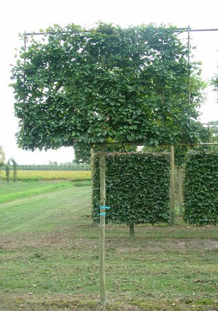 Pleached trees | Practicality Brown | ESI External Works