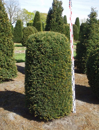 Specimen topiary for focal points and structure | Practicality Brown ...
