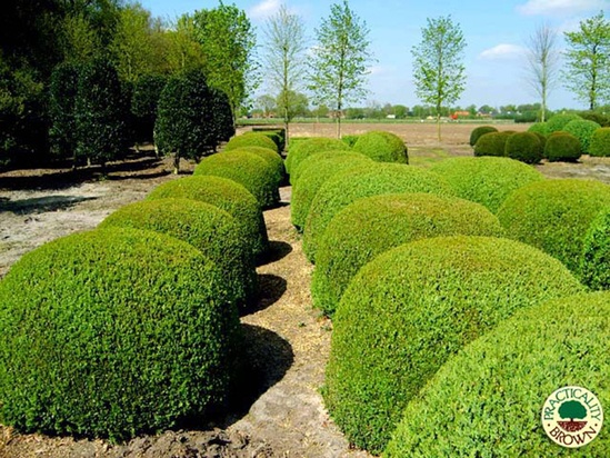 Specimen topiary for focal points and structure | Practicality Brown ...