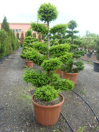 Specimen topiary for focal points and structure | Practicality Brown ...