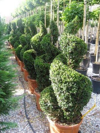 Specimen topiary for focal points and structure | Practicality Brown ...