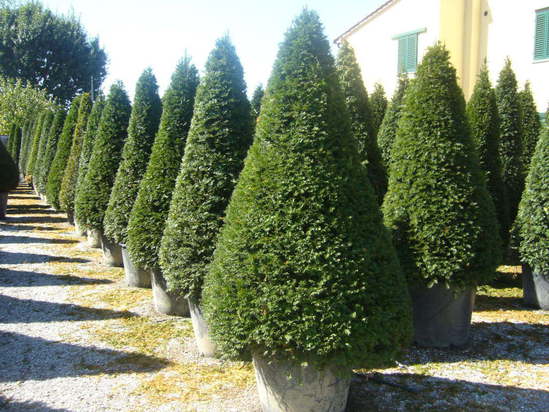 Specimen topiary for focal points and structure | Practicality Brown ...