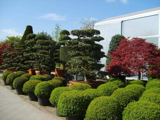 Specimen topiary for focal points and structure | Practicality Brown ...