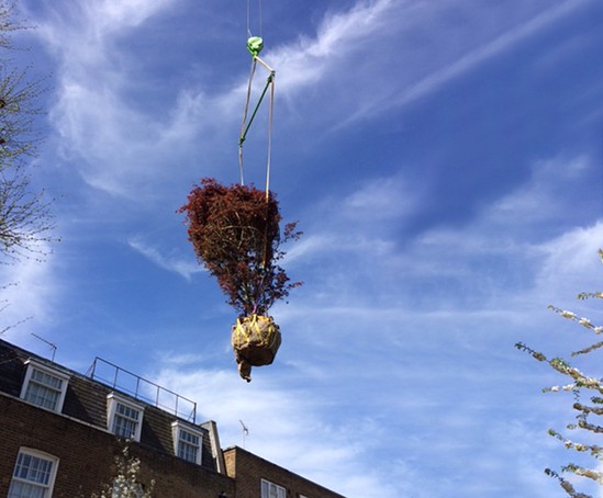 Transplanting large trees by crane into small gardens | Practicality ...