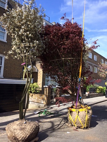 Transplanting large trees by crane into small gardens | Practicality ...