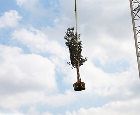 Transplanting large trees by crane into small gardens | Practicality ...