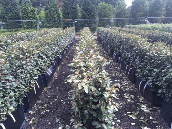 Practical Instant Hedge™ | Practicality Brown | ESI External Works