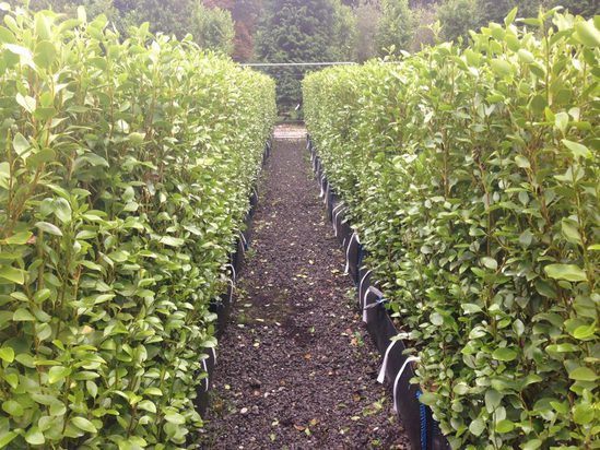 Practical Instant Hedge™ | Practicality Brown | ESI External Works
