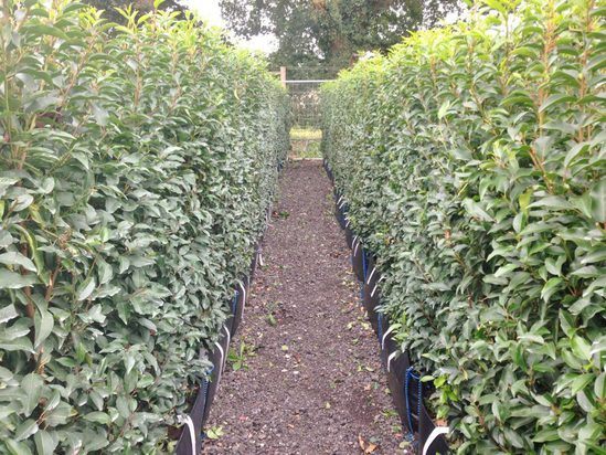 Practical Instant Hedge™ | Practicality Brown | ESI External Works
