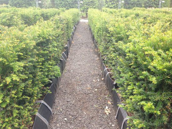 Practical Instant Hedge™ | Practicality Brown | ESI External Works