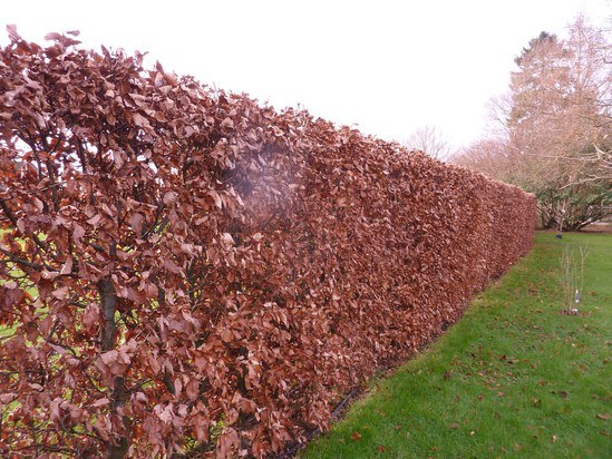 UK-grown instant hedge for an English country garden | Practicality ...