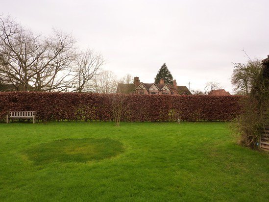 UK-grown instant hedge for an English country garden | Practicality ...