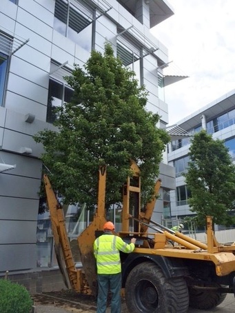 Moving and transplanting trees at Microsoft campus | Practicality Brown ...