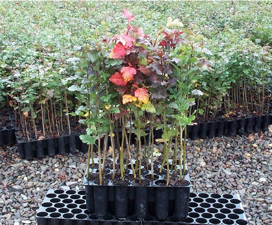 Cell-grown trees | Cheviot Trees | ESI External Works