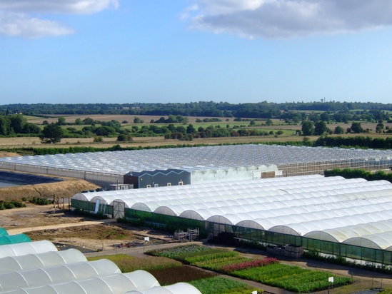 Field-grown trees for landscape professionals | Palmstead Nurseries ...