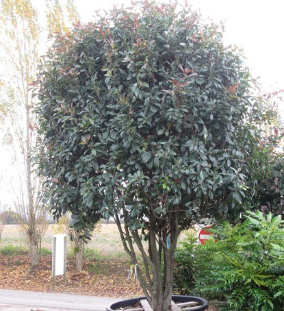 Multi-stem trees | Palmstead Nurseries | ESI External Works