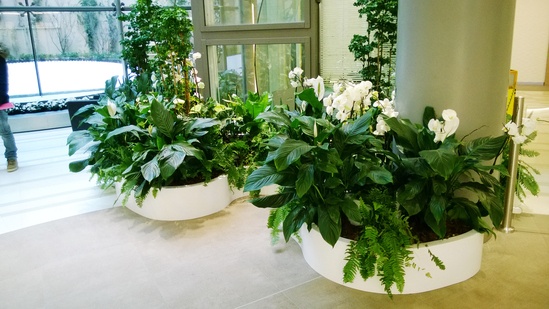 Bespoke curved, freestanding interior planters - Paris | Livingreen ...